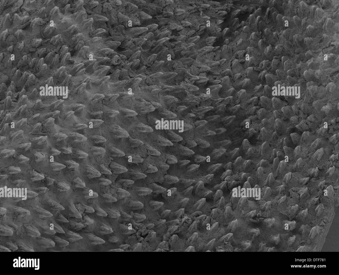Shark skin microscope hi-res stock photography and images - Alamy