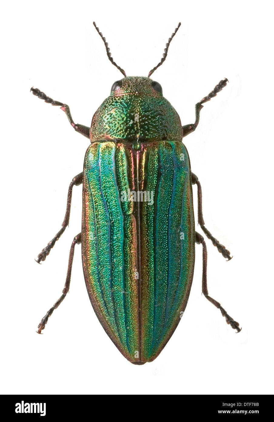 Jewel beetle buprestidae Cut Out Stock Images & Pictures - Alamy