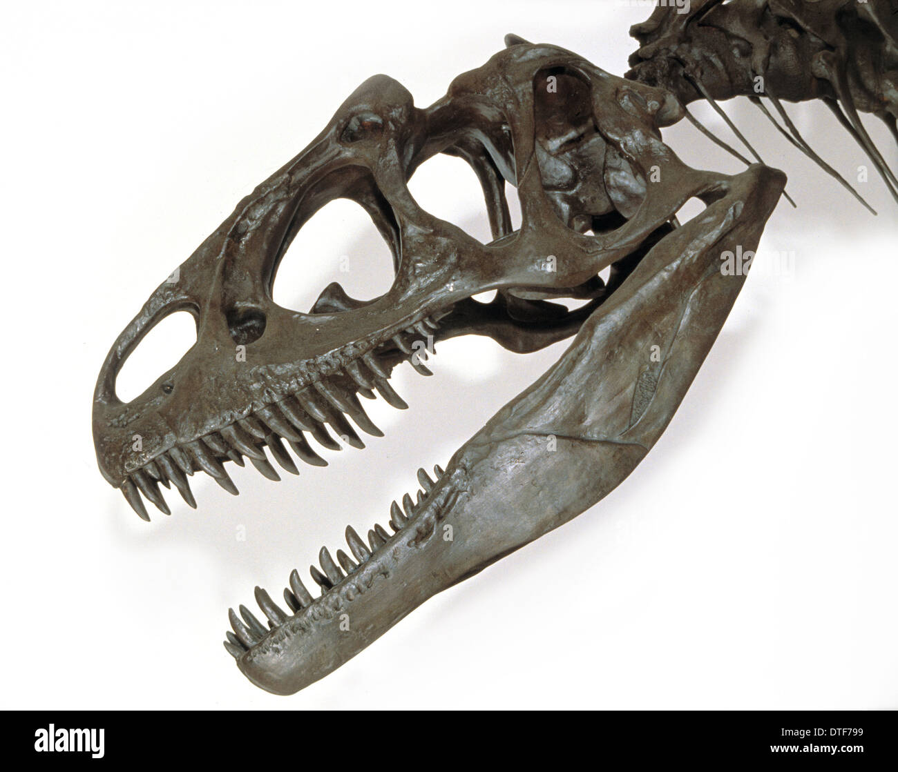 Creosaurus hi-res stock photography and images - Alamy