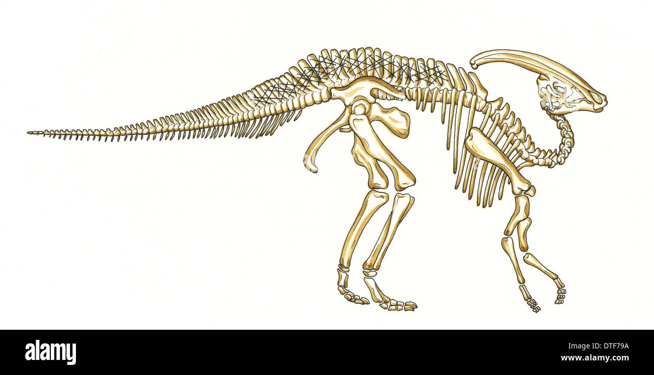 Parasaurolophus hi-res stock photography and images - Alamy