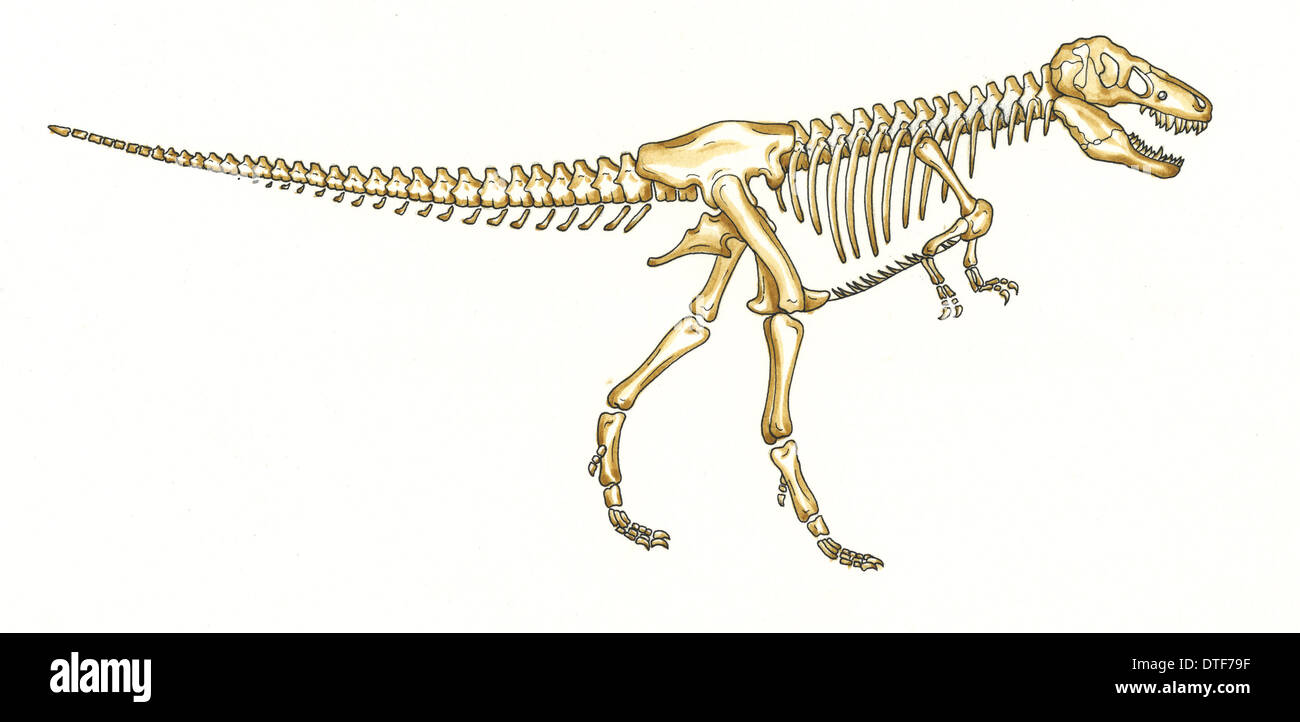 T Rex Dinosaur Skeleton Cut Out Stock Images & Pictures - Alamy