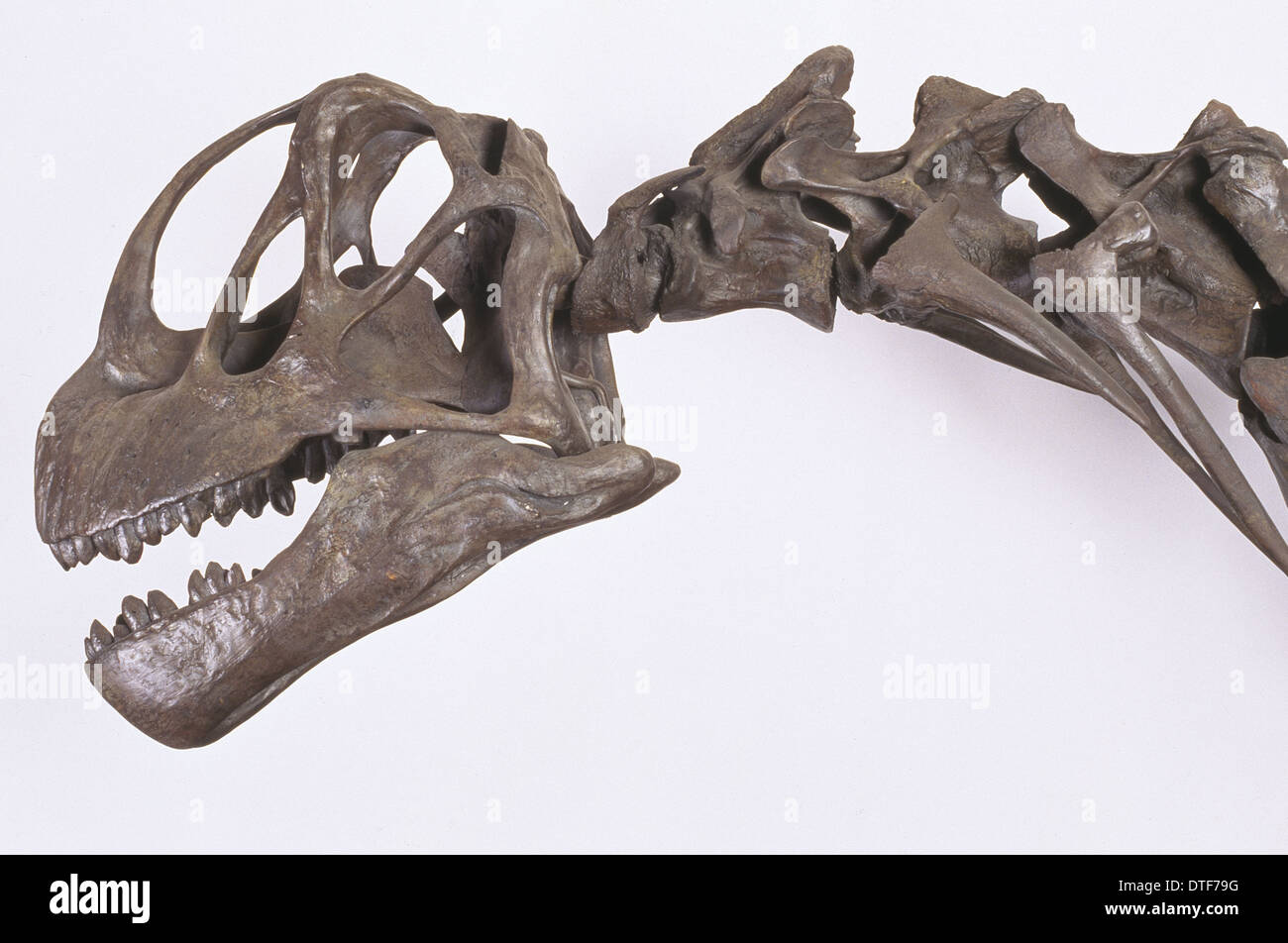 Diapsid reptile skull hi-res stock photography and images - Alamy