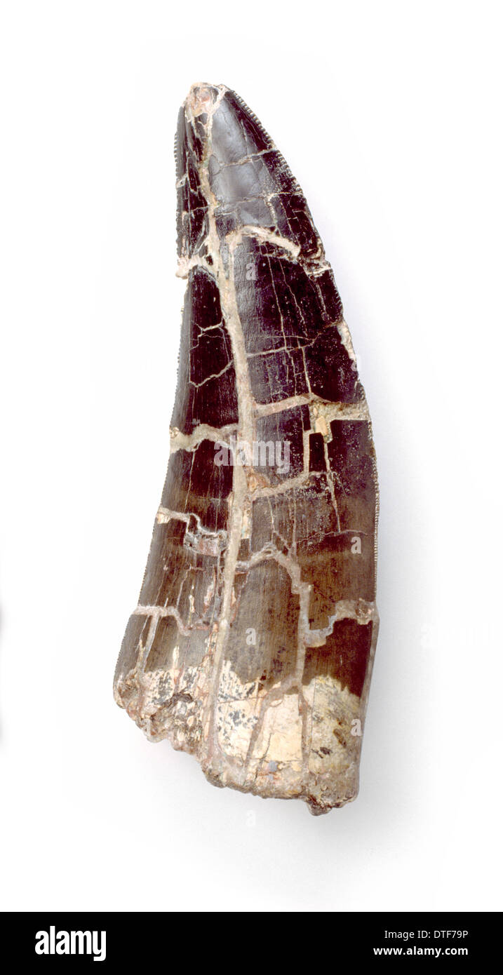 Megalosaurus hi-res stock photography and images - Alamy