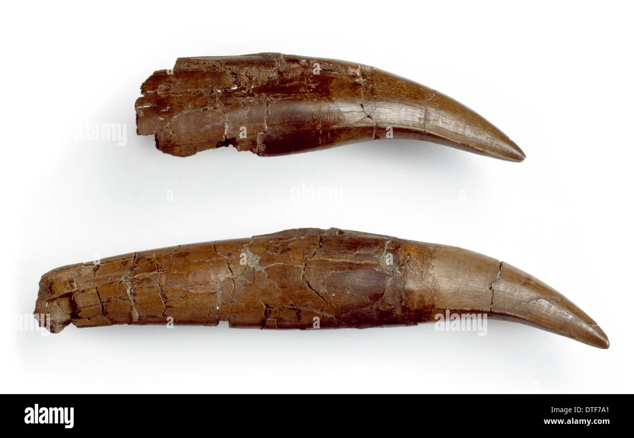 Carnivore Dinosaur Fossil Teeth High Resolution Stock Photography and ...