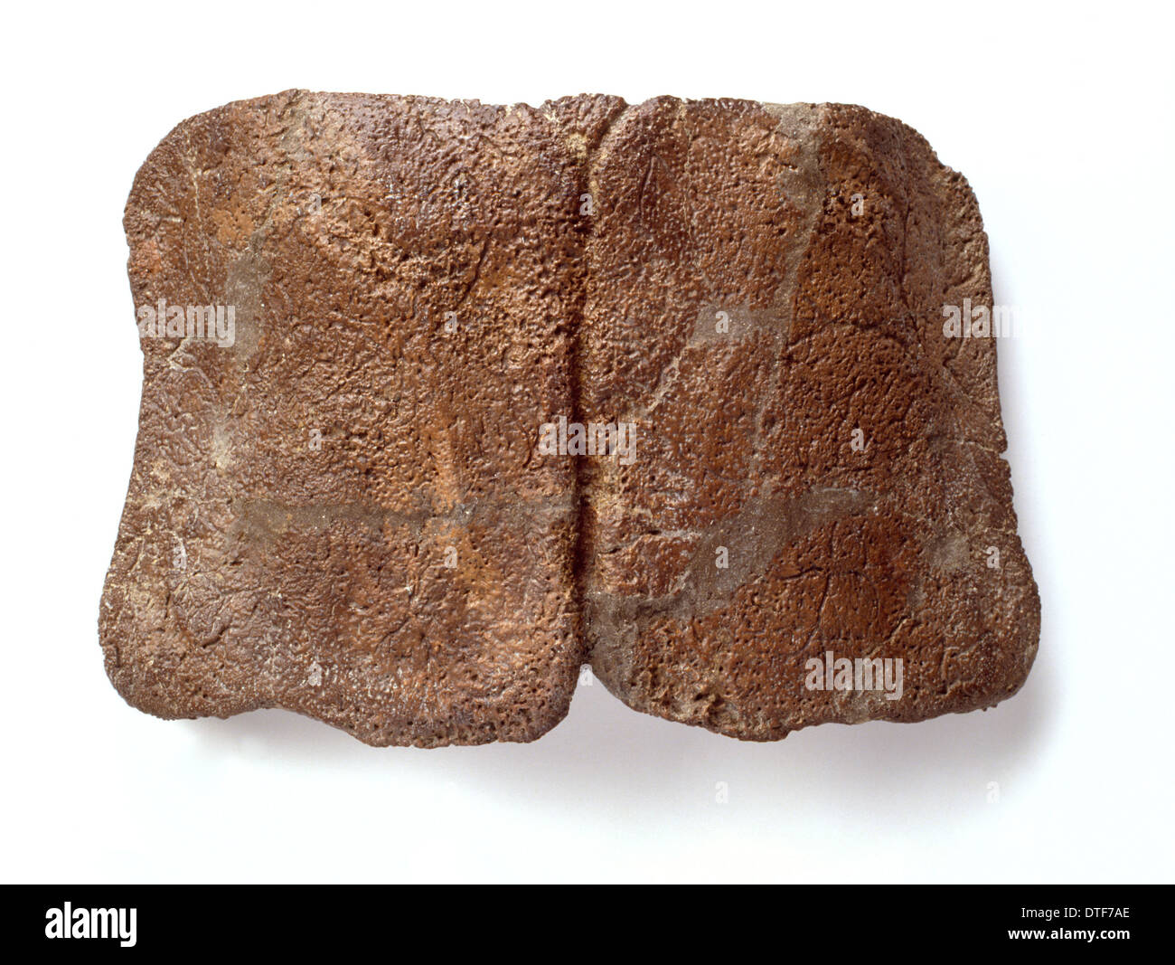 Edmontonia dinosaur hi-res stock photography and images - Alamy