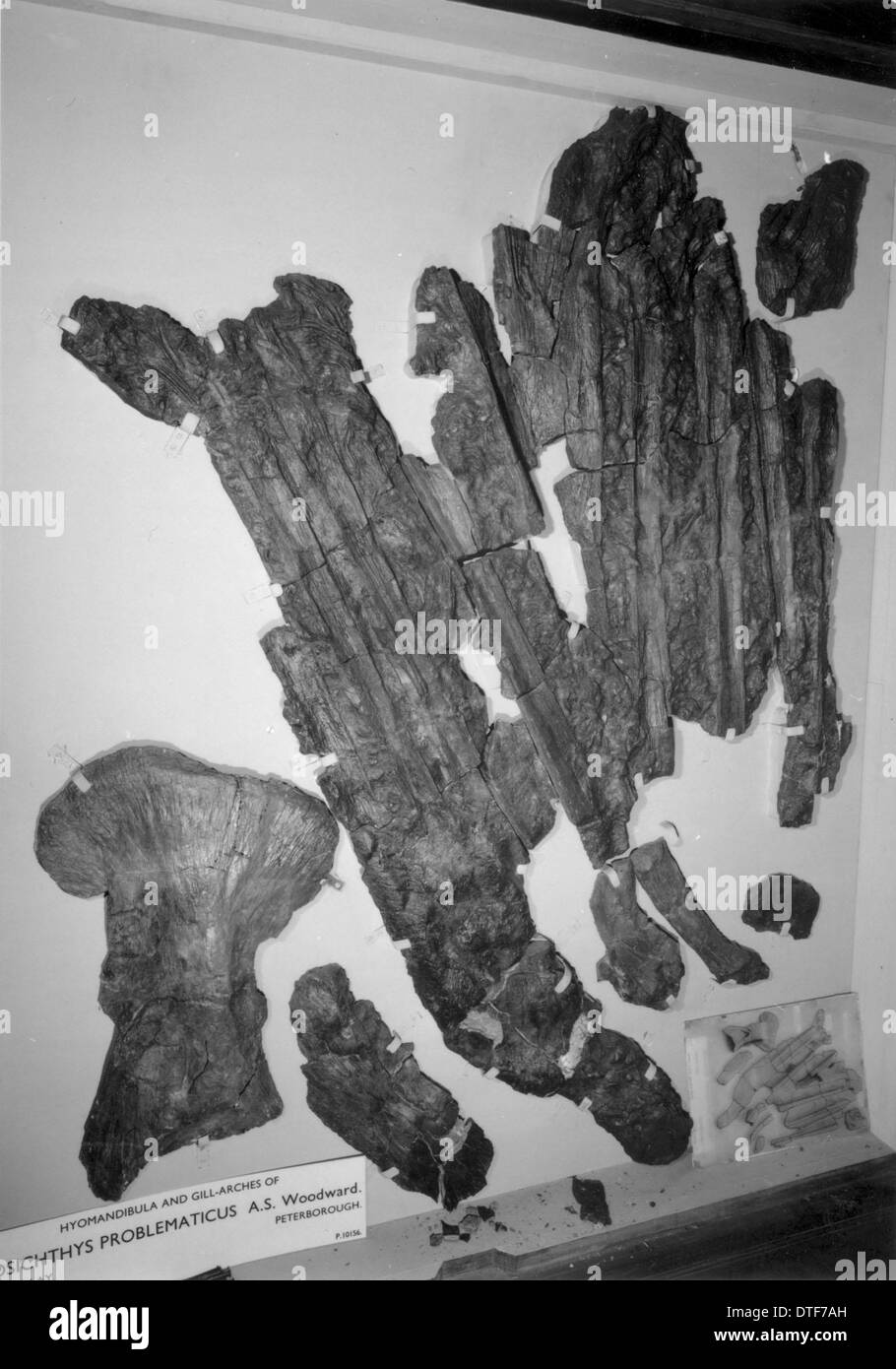 Fossilised Black and White Stock Photos & Images - Alamy