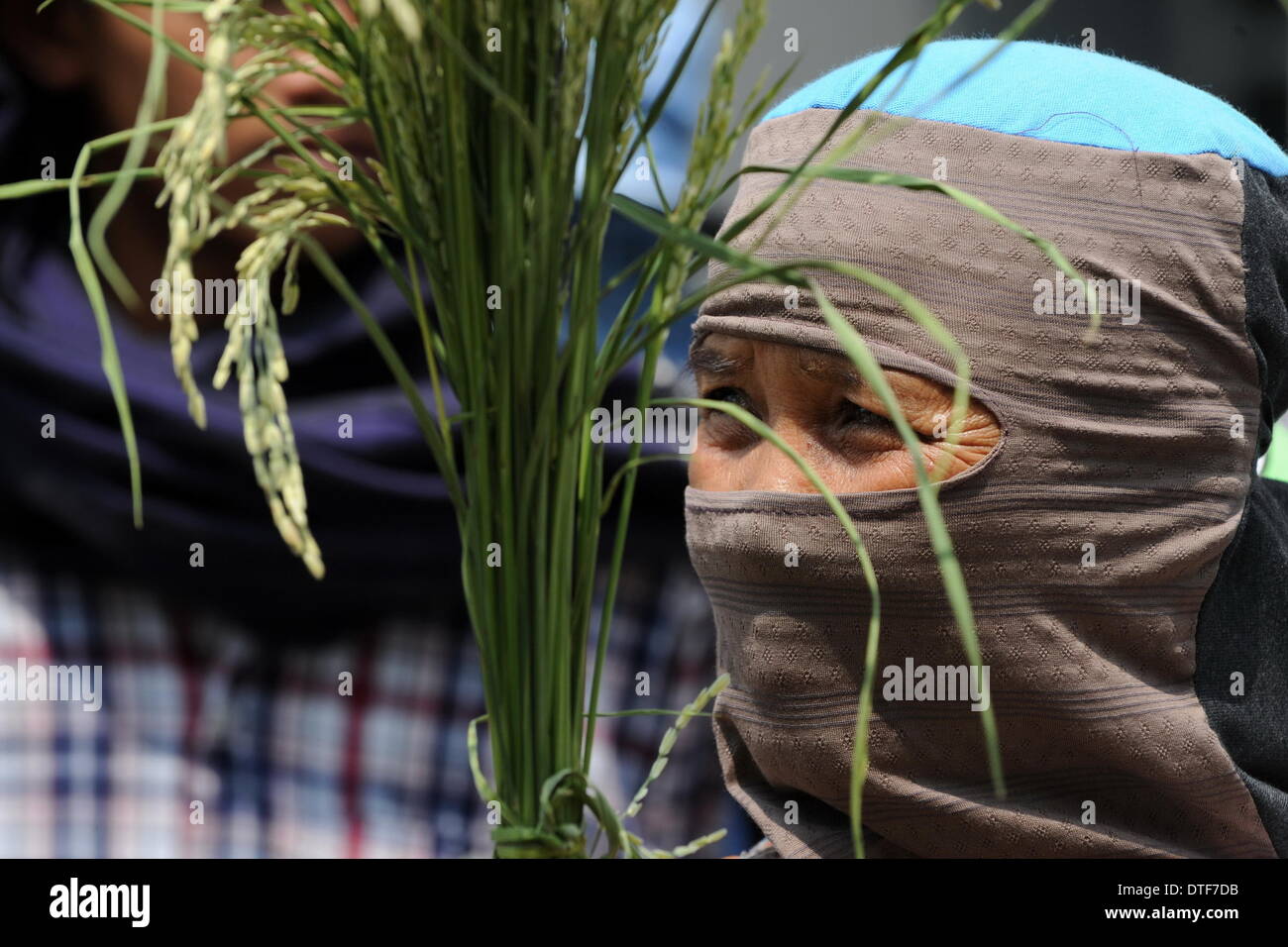 Bangkok, Thailand. 17th Feb, 2014. A Thai rice farmer holds rice plants ...