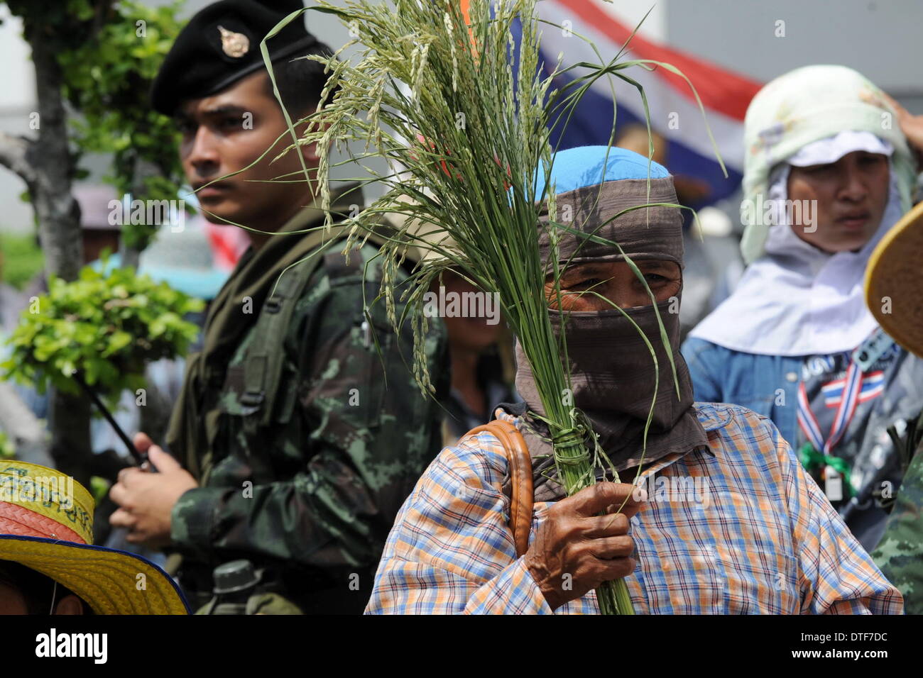 Bangkok, Thailand. 17th Feb, 2014. A Thai rice farmer holds rice plants ...