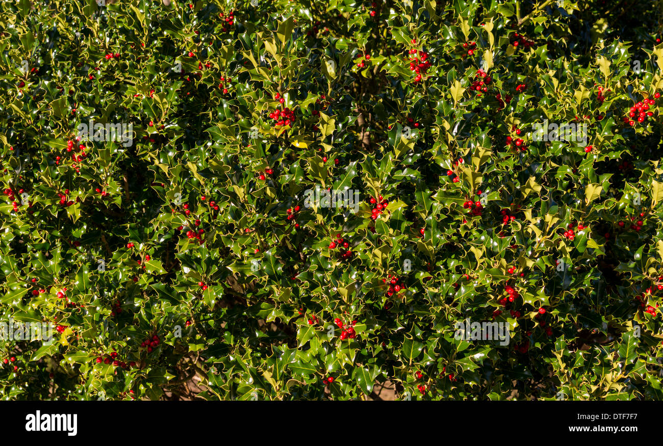 HOLLY BUSH [ILEX AQUIFOLIUM ] WITH MANY RED BERRIES Stock Photo - Alamy