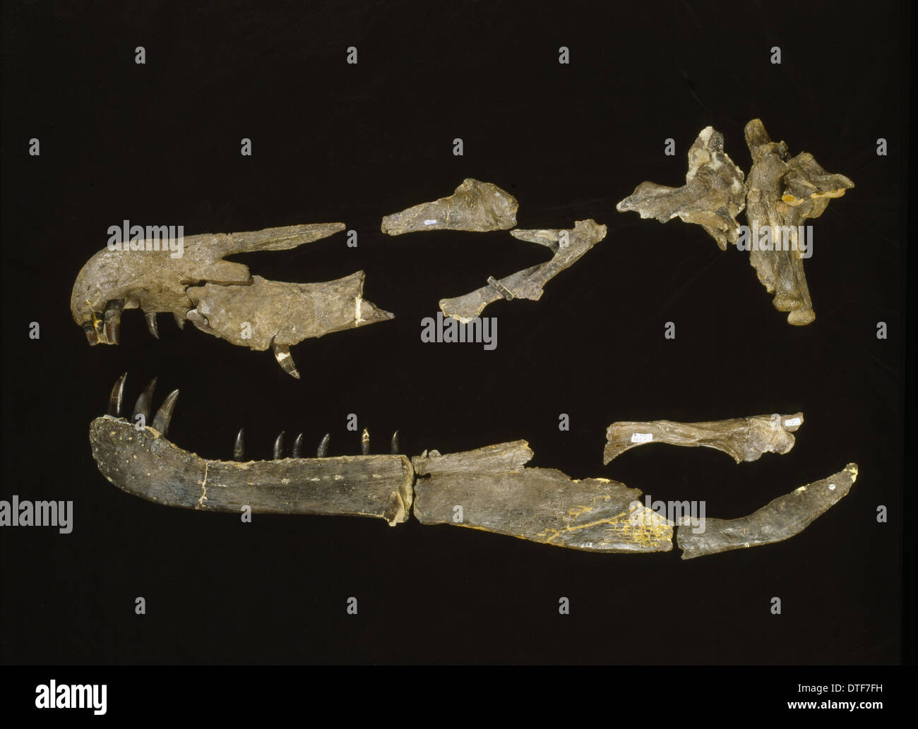 Baryonyx High Resolution Stock Photography and Images - Alamy