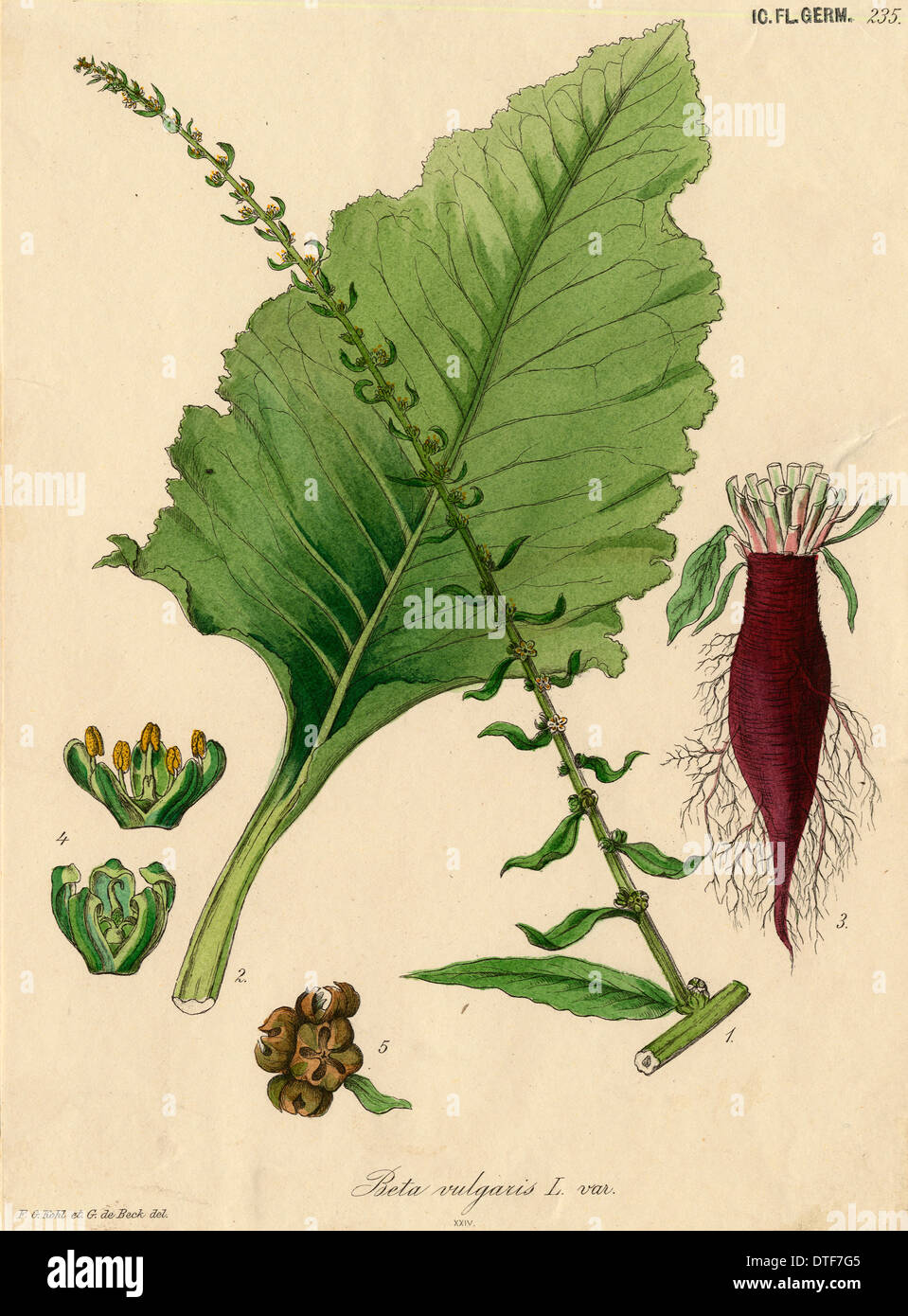 Beta vulgaris illustration hi-res stock photography and images - Alamy