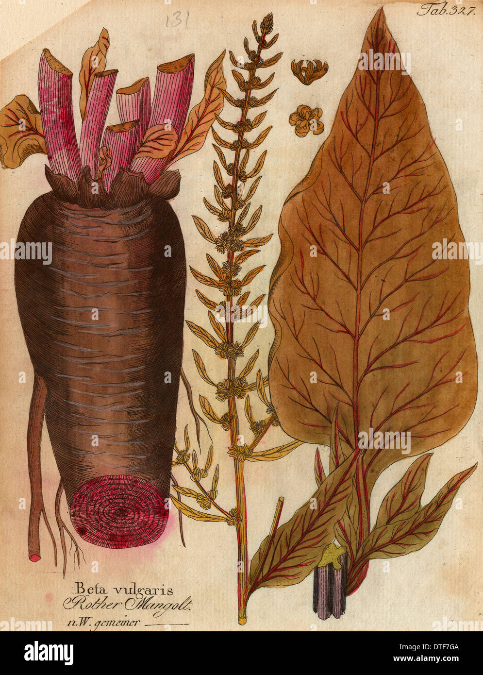 Beta vulgaris maritima hi-res stock photography and images - Alamy