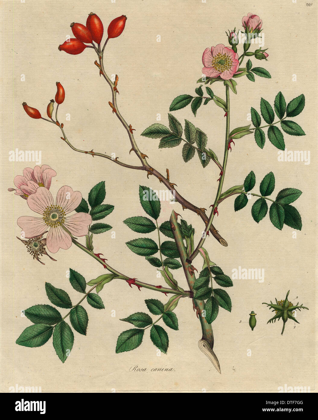 Rose drawing hi-res stock photography and images - Alamy