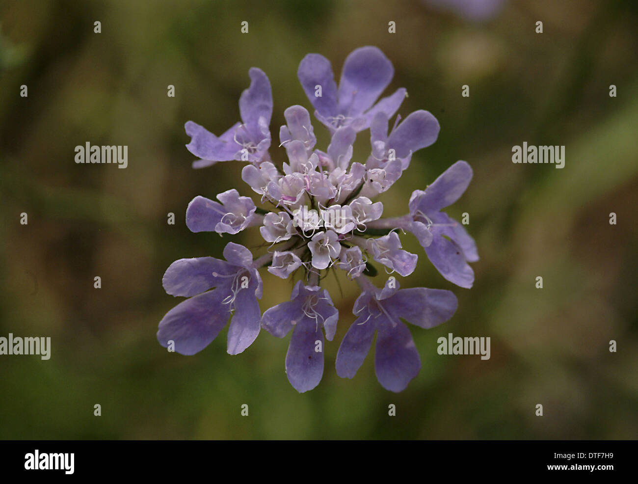 Purple scabiosa hi-res stock photography and images - Alamy