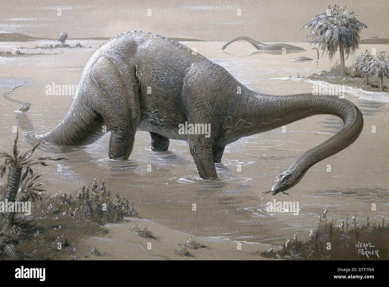 Diplodocus High Resolution Stock Photography and Images - Alamy
