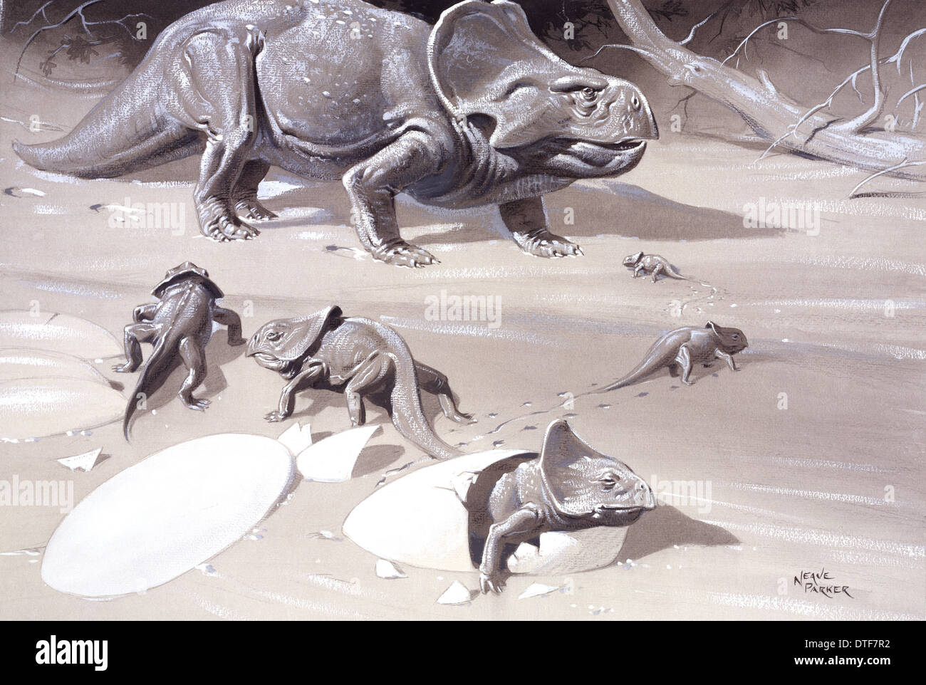 Protoceratops hi-res stock photography and images - Alamy