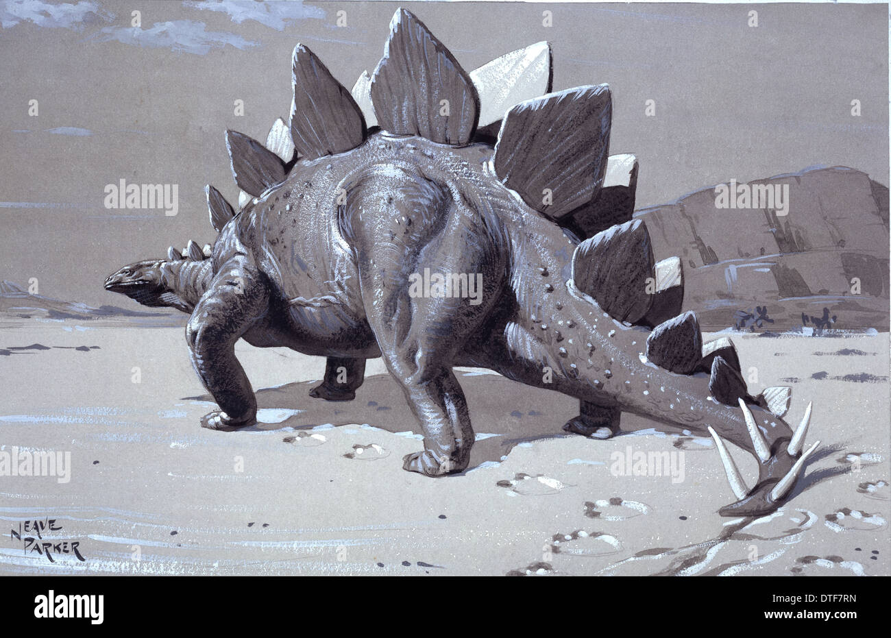 Diracodon hi-res stock photography and images - Alamy