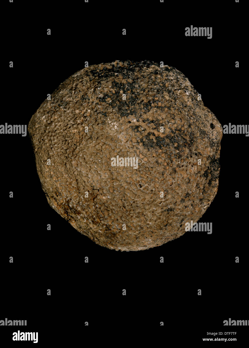 Pemmatites, lithistid sponge Stock Photo - Alamy