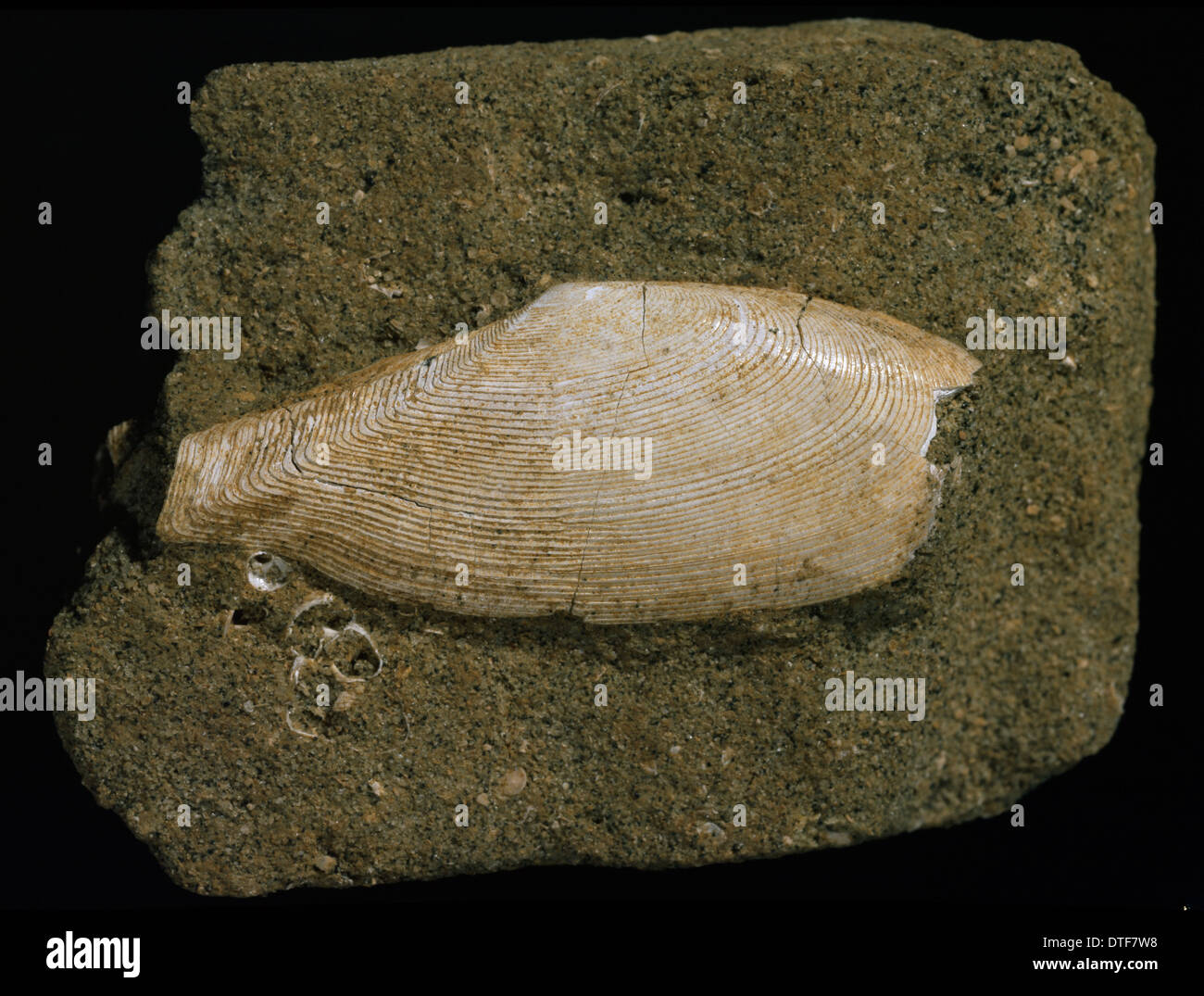 Fossil bivalve shell hi-res stock photography and images - Alamy
