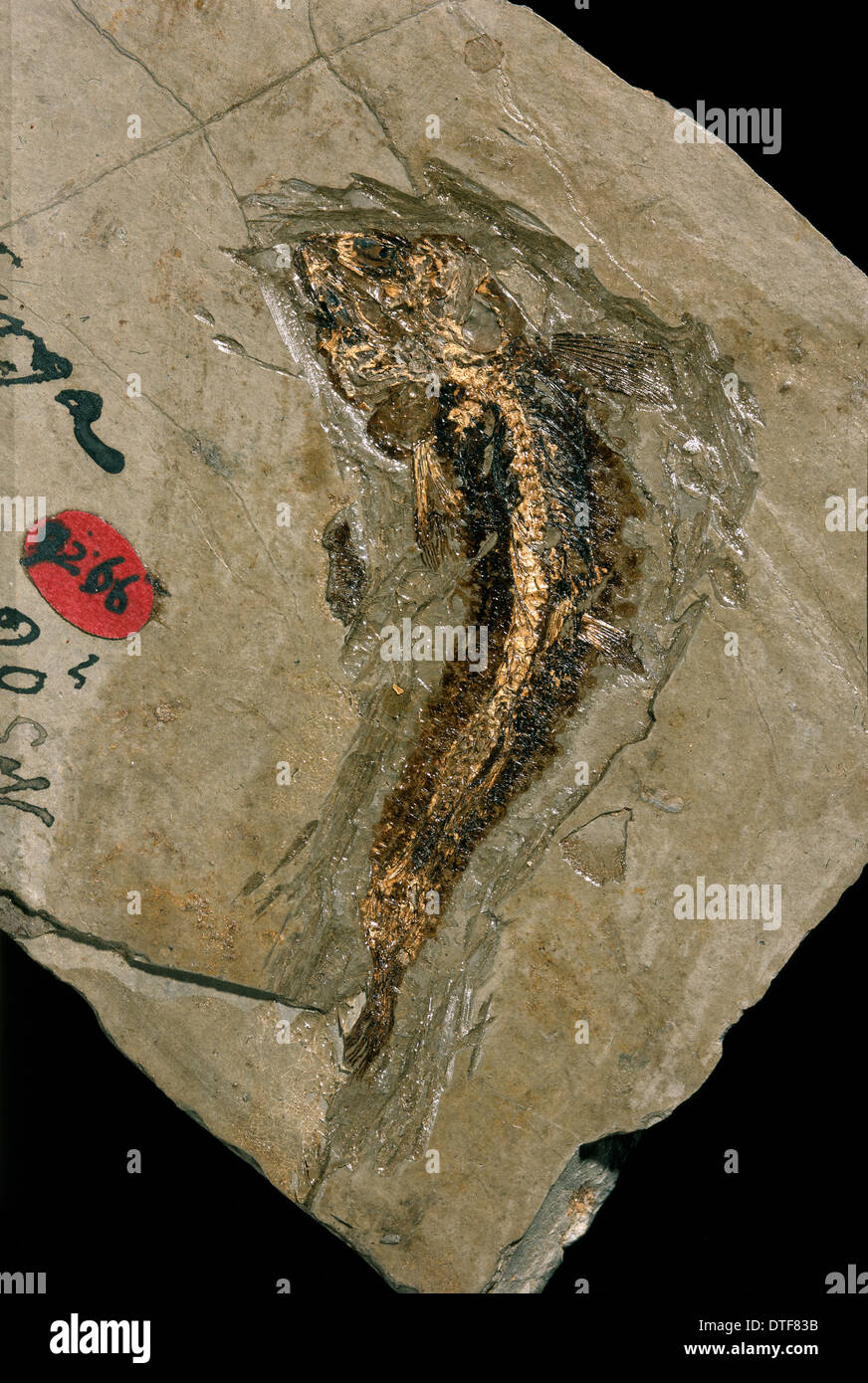 Lycoptera, bony fish fossil Stock Photo - Alamy