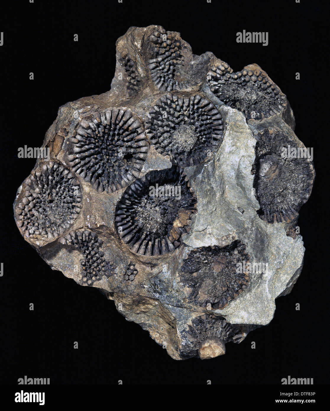 Fossilised algae hi-res stock photography and images - Alamy