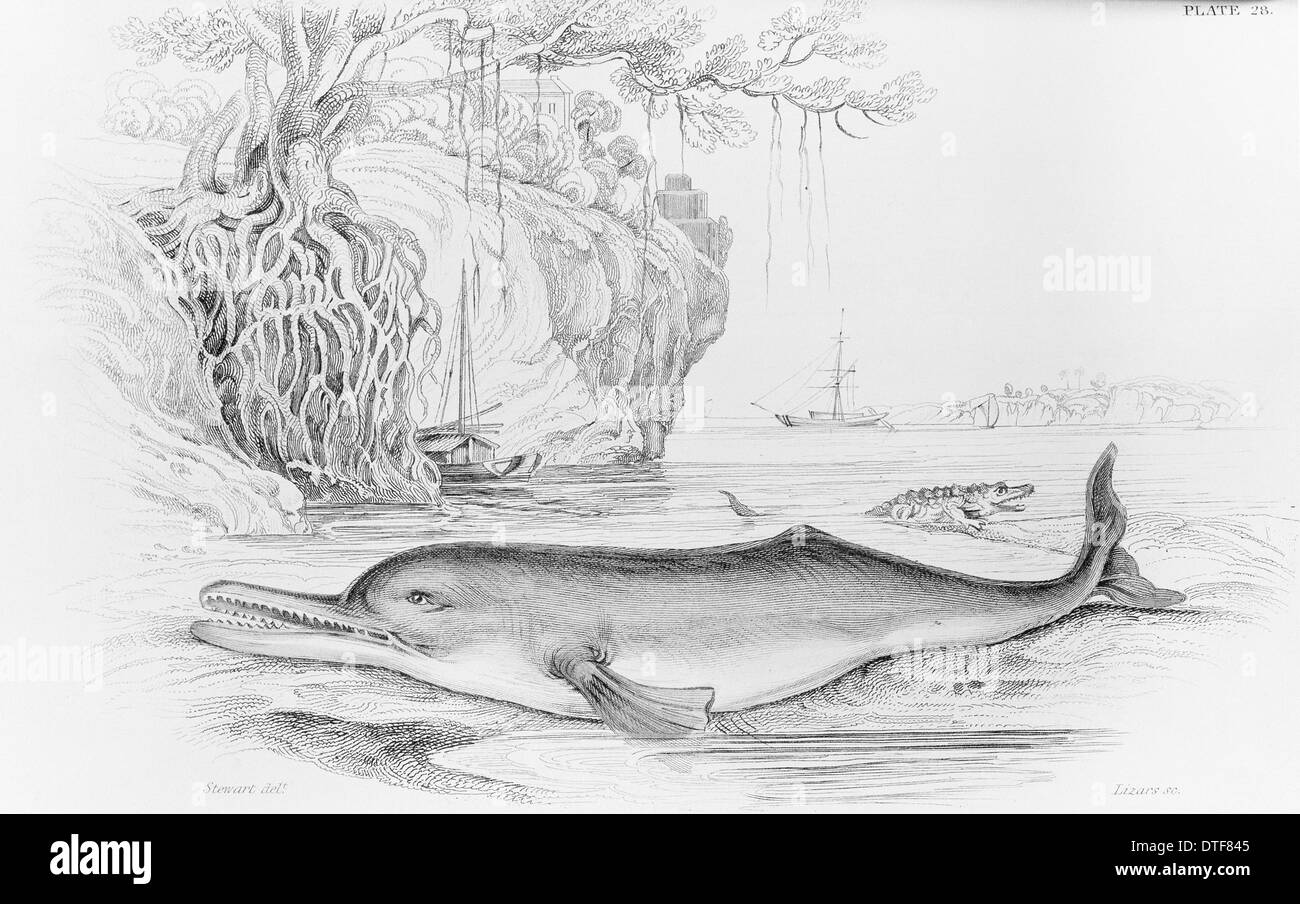 The Soosoo of the Ganges, a river dolphin Stock Photo - Alamy