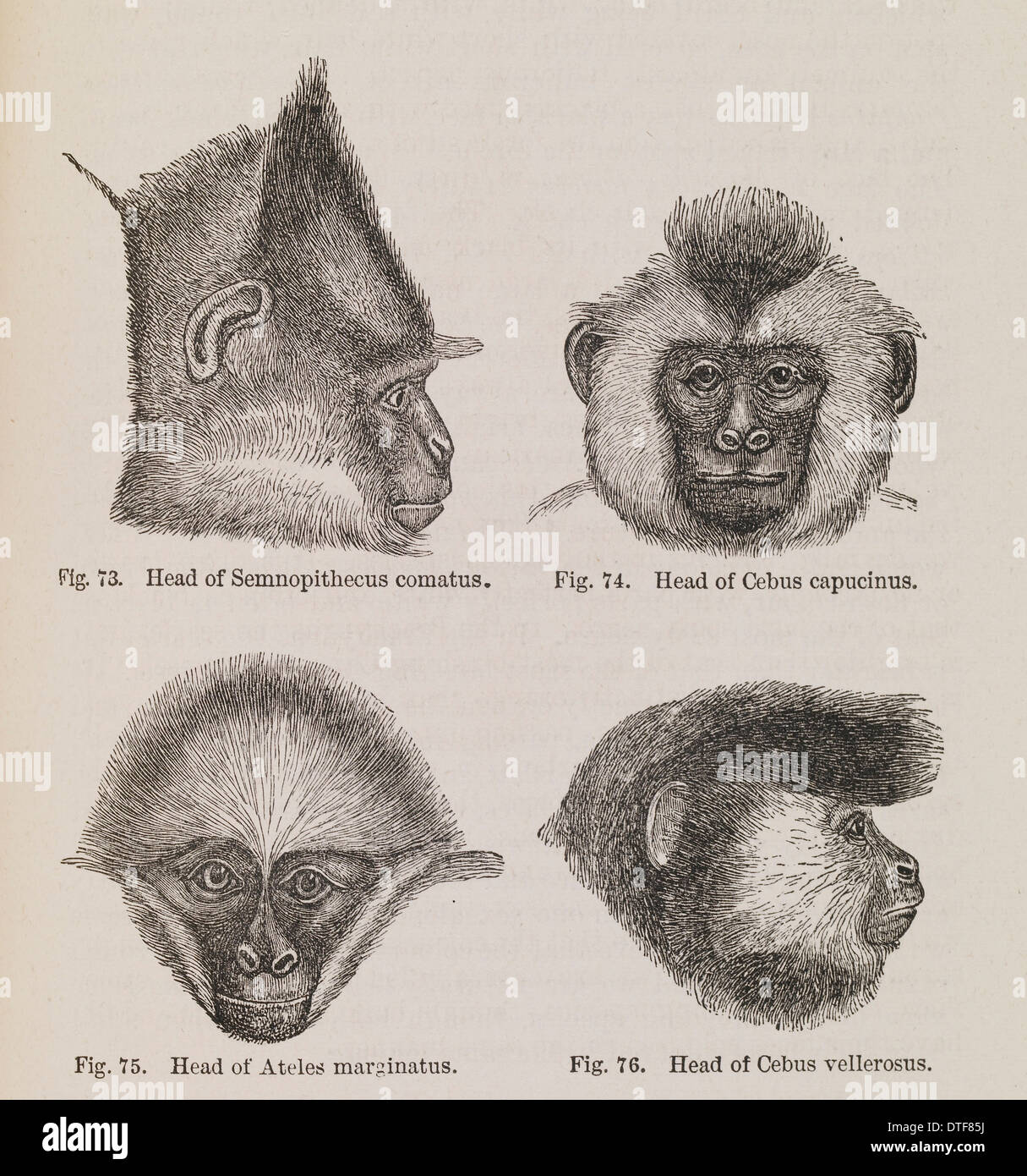 Beauty of the Quadrumana Stock Photo - Alamy