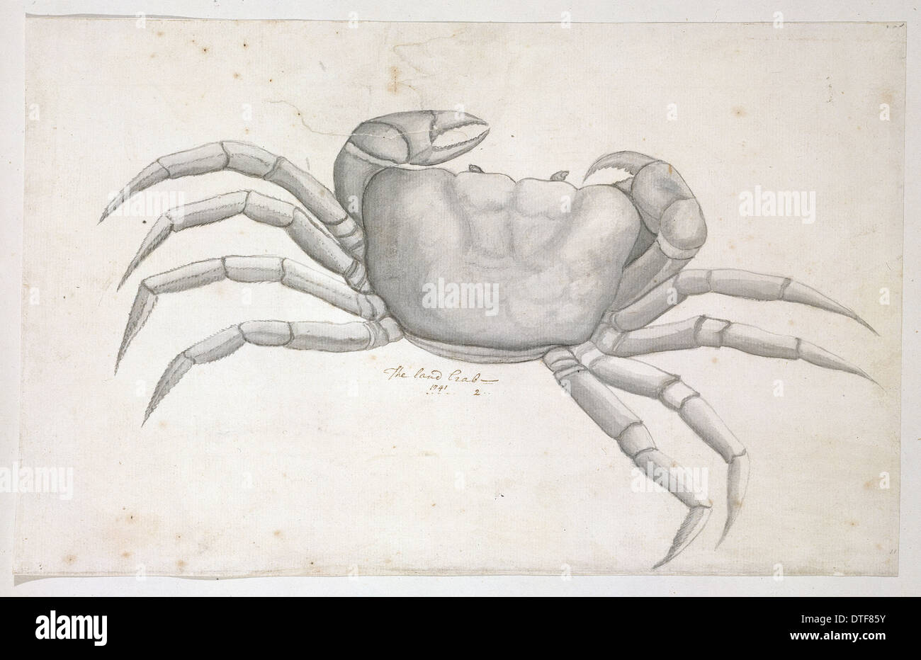Drawing labelled Land crab Stock Photo - Alamy