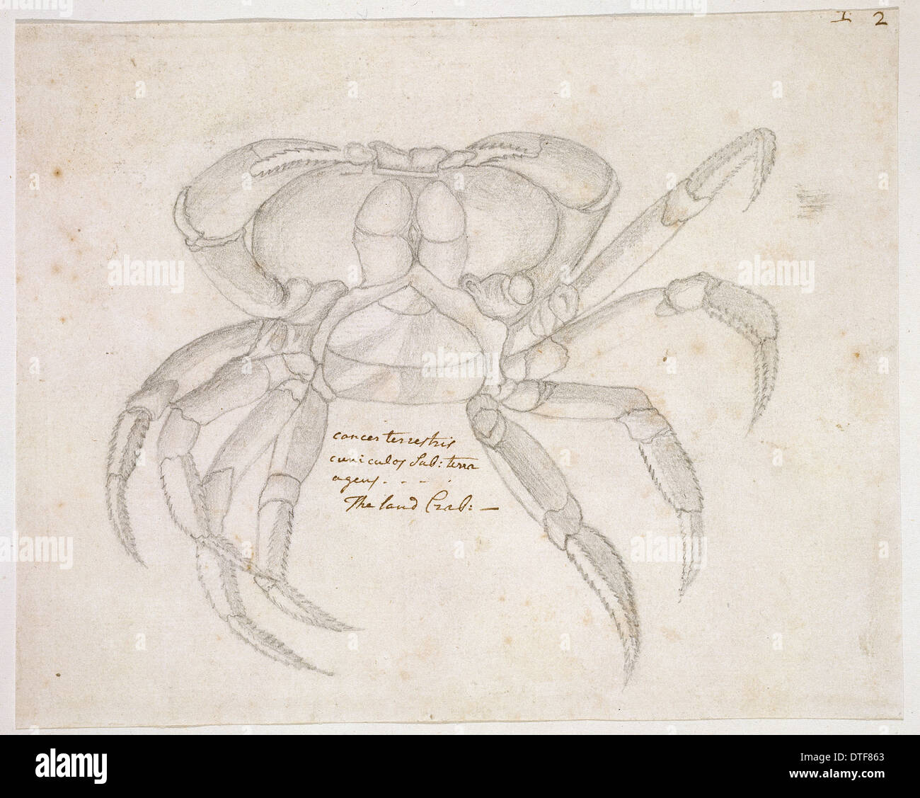 Drawing labelled Land crab Stock Photo - Alamy