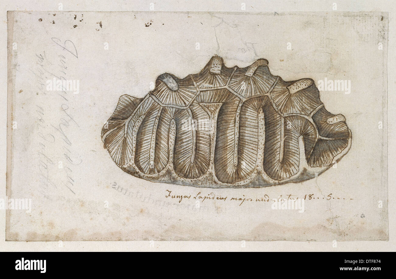 Drawing labelled Sponge Stock Photo - Alamy
