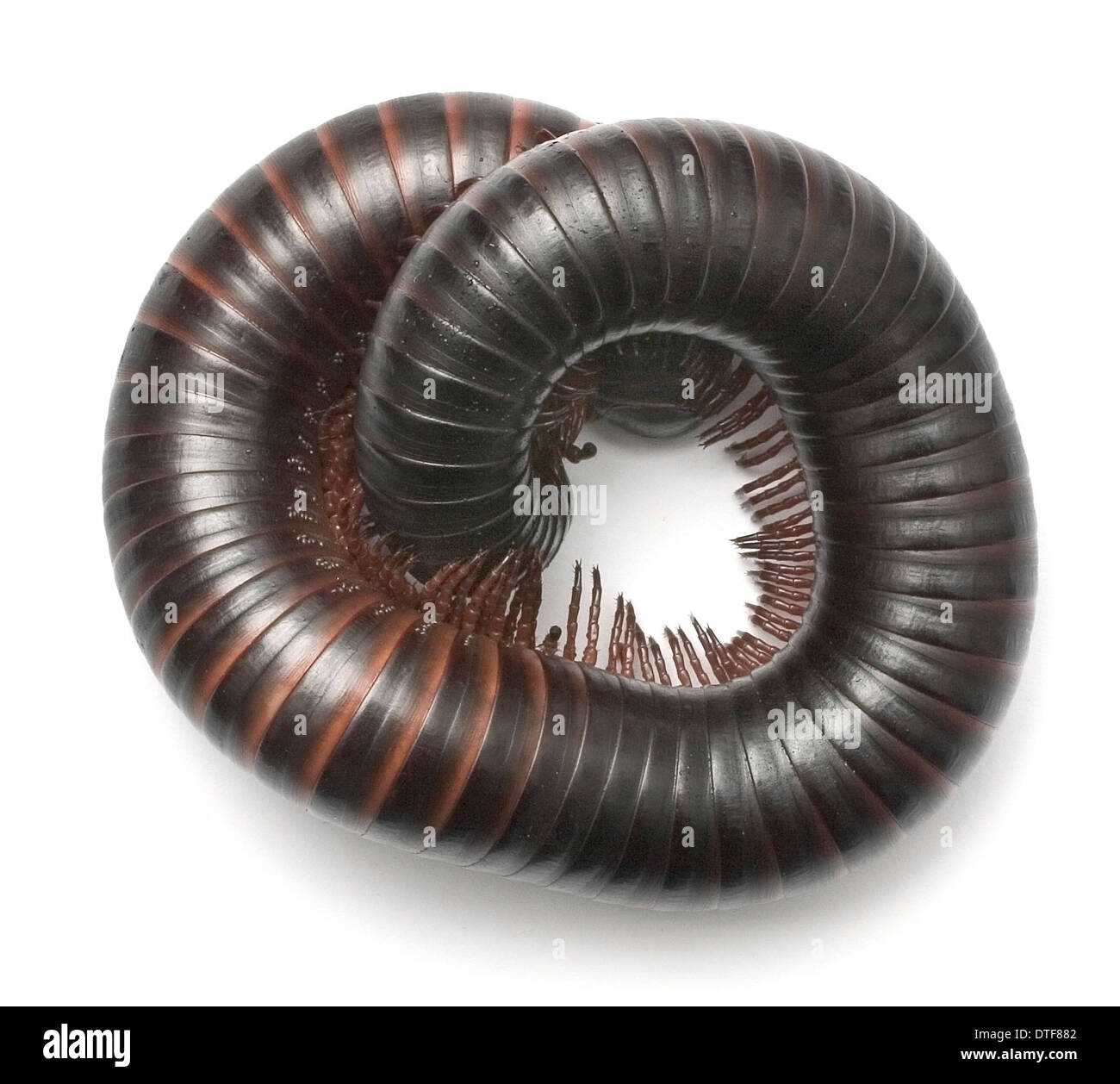 Archispirostreptus Gigas High Resolution Stock Photography and Images ...