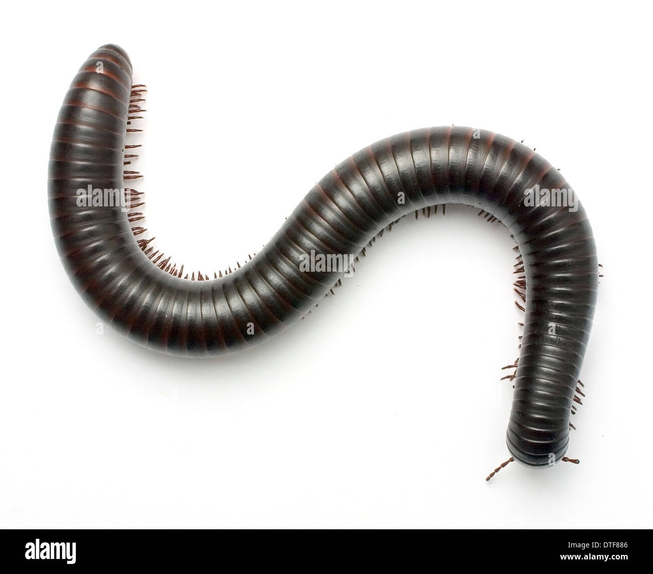 Archispirostreptus gigas, African giant black millipede Stock Photo - Alamy