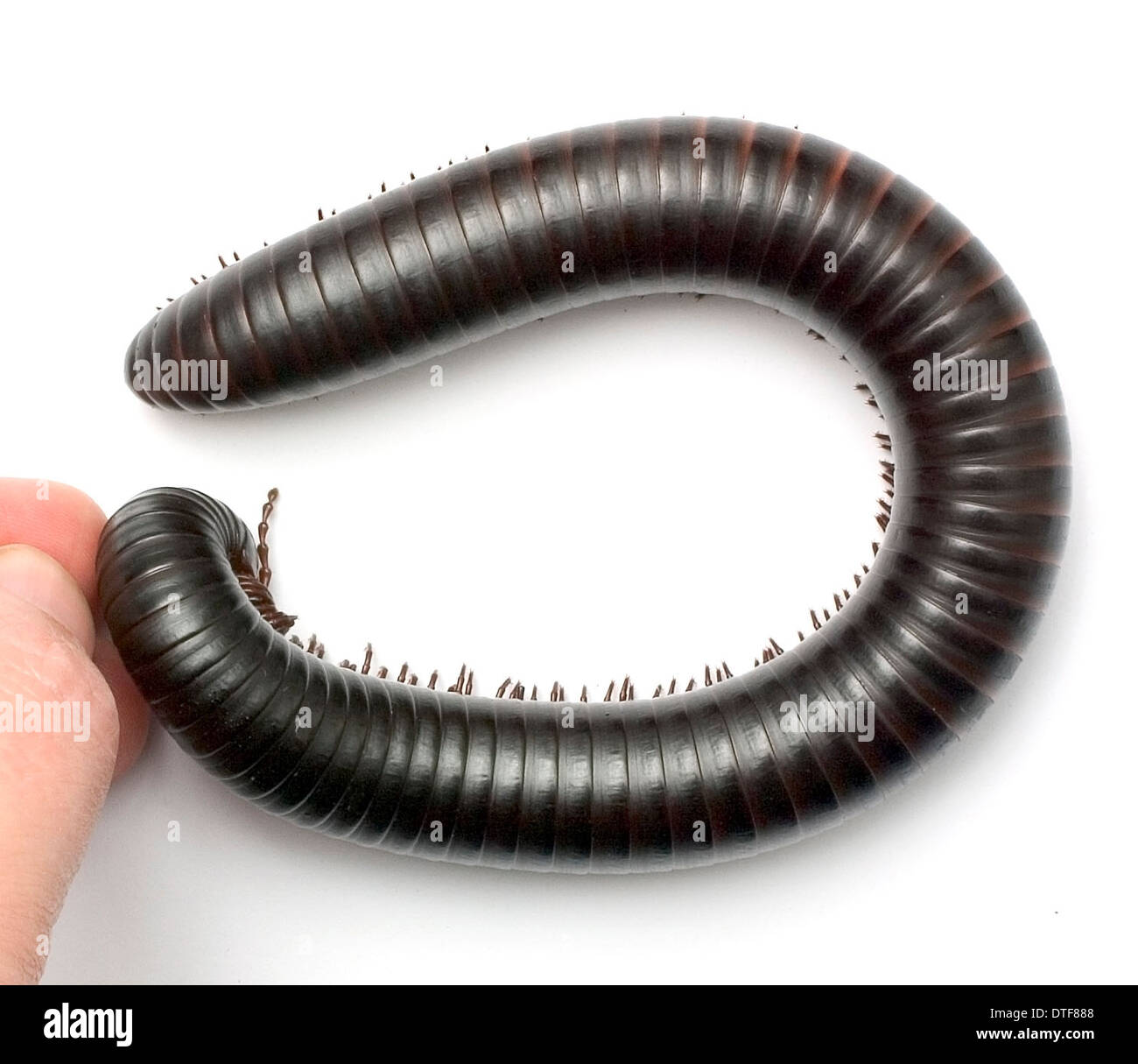 African giant black millipede hi-res stock photography and images - Alamy