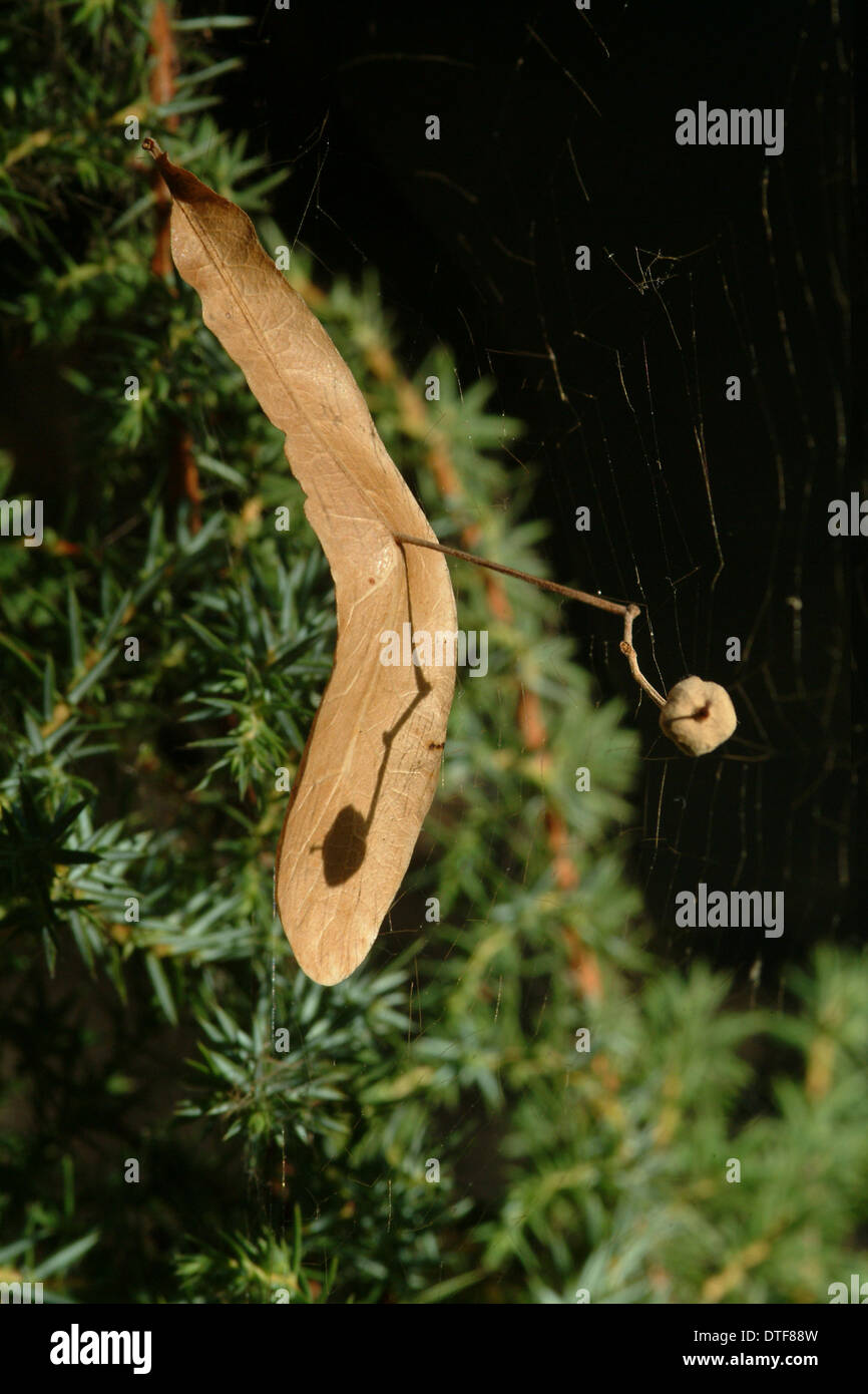 Tilia sp hi-res stock photography and images - Alamy