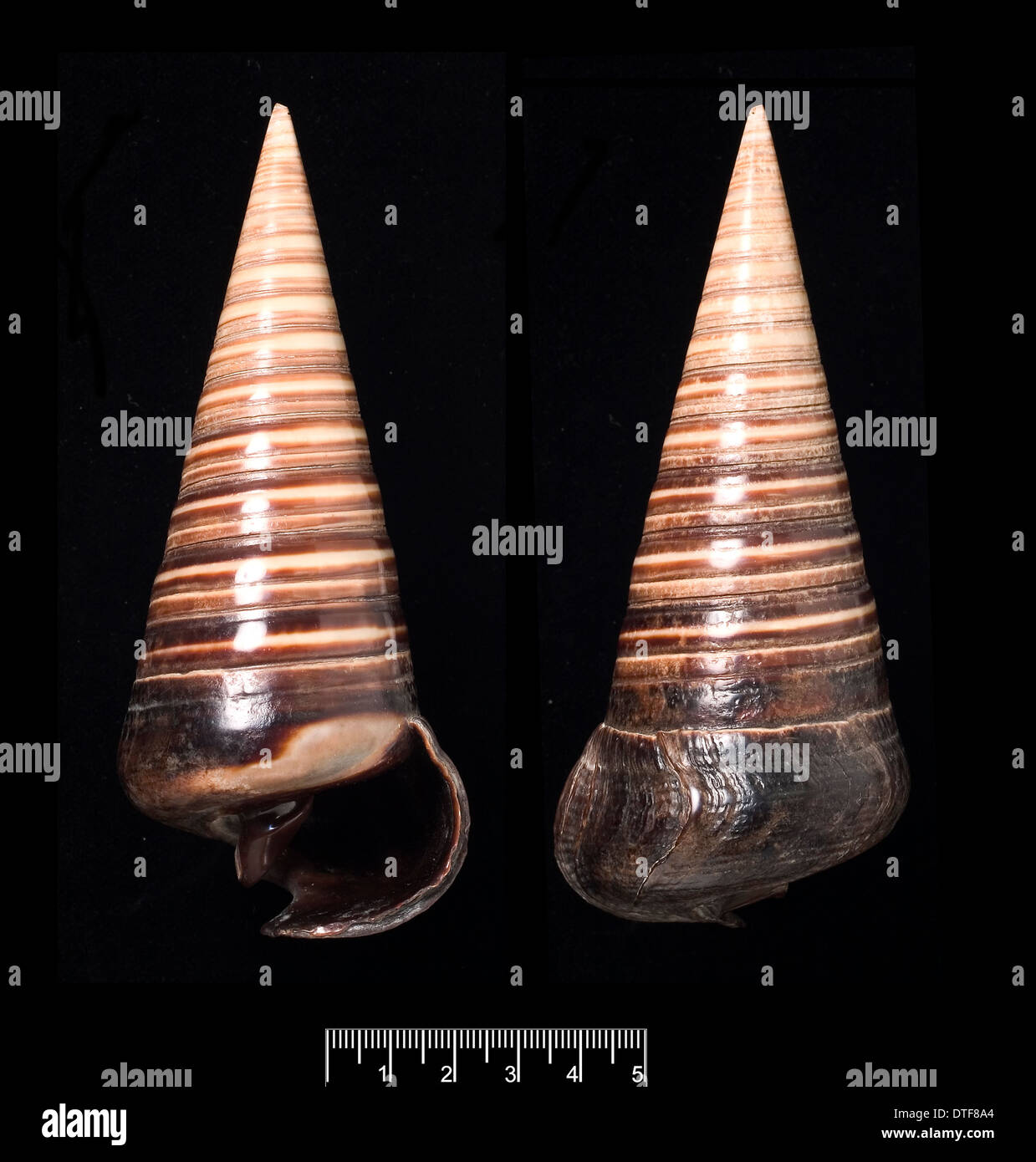 Telescopium High Resolution Stock Photography and Images - Alamy