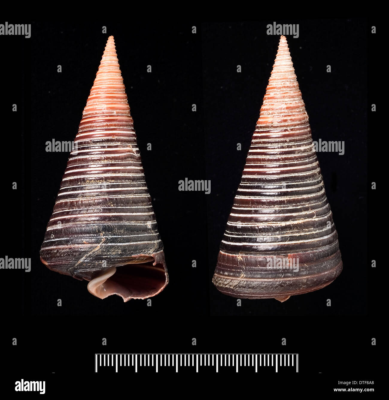 Telescopium telescopium, telescope shell Stock Photo - Alamy