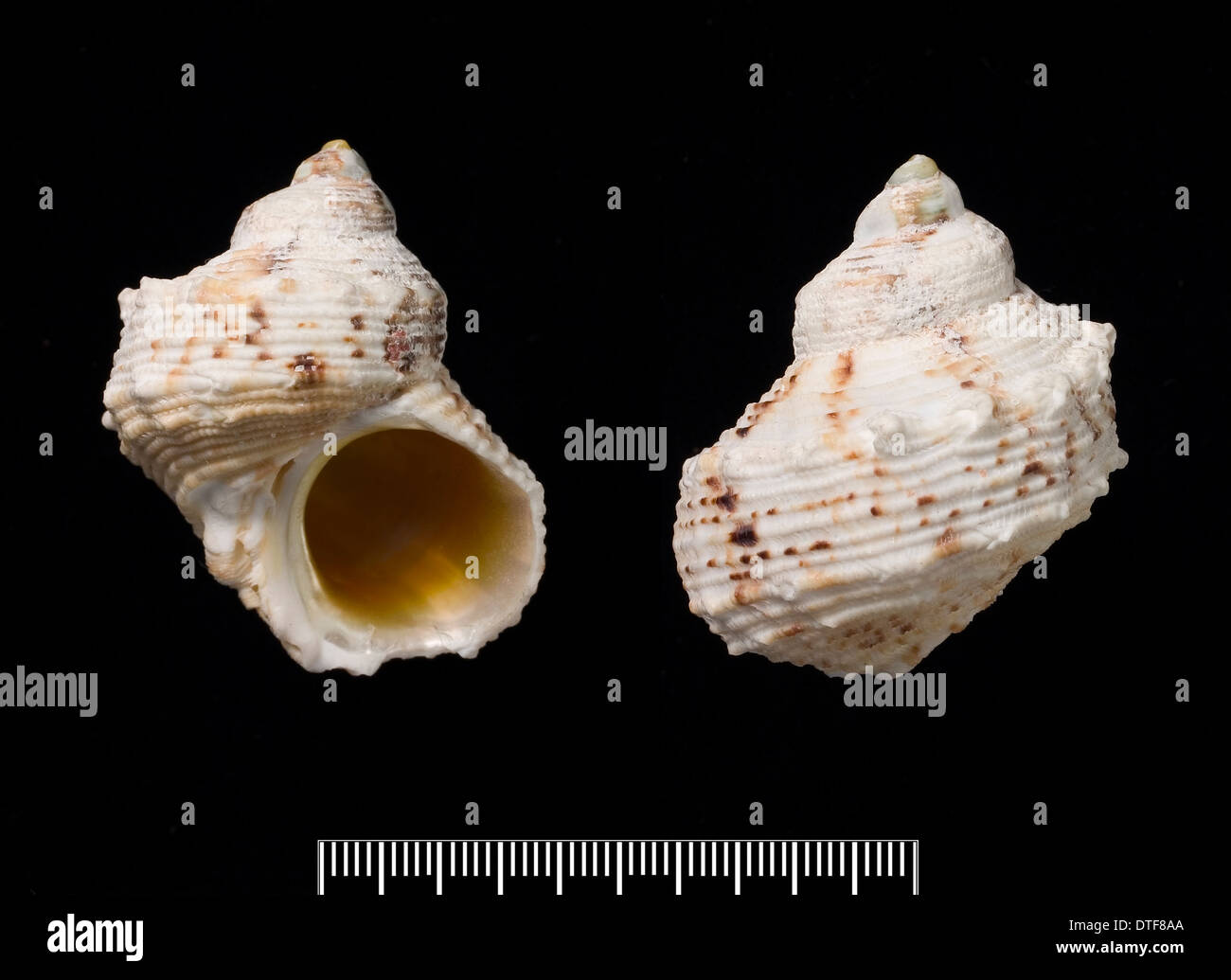Turbo argyrostoma, turban shell Stock Photo - Alamy