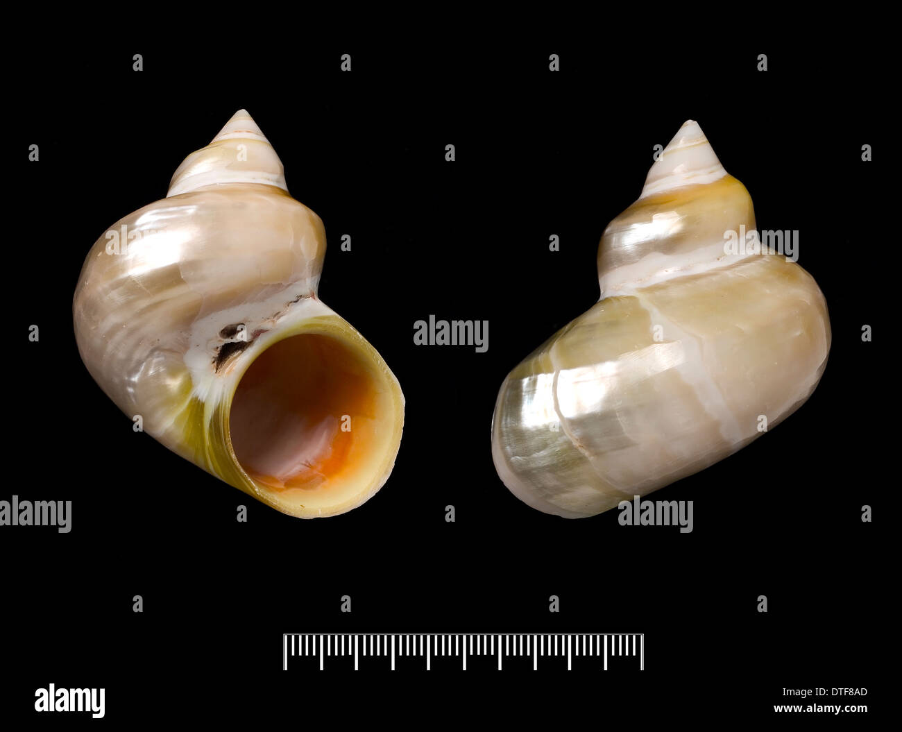 Turbo argyrostoma, turban shell Stock Photo - Alamy