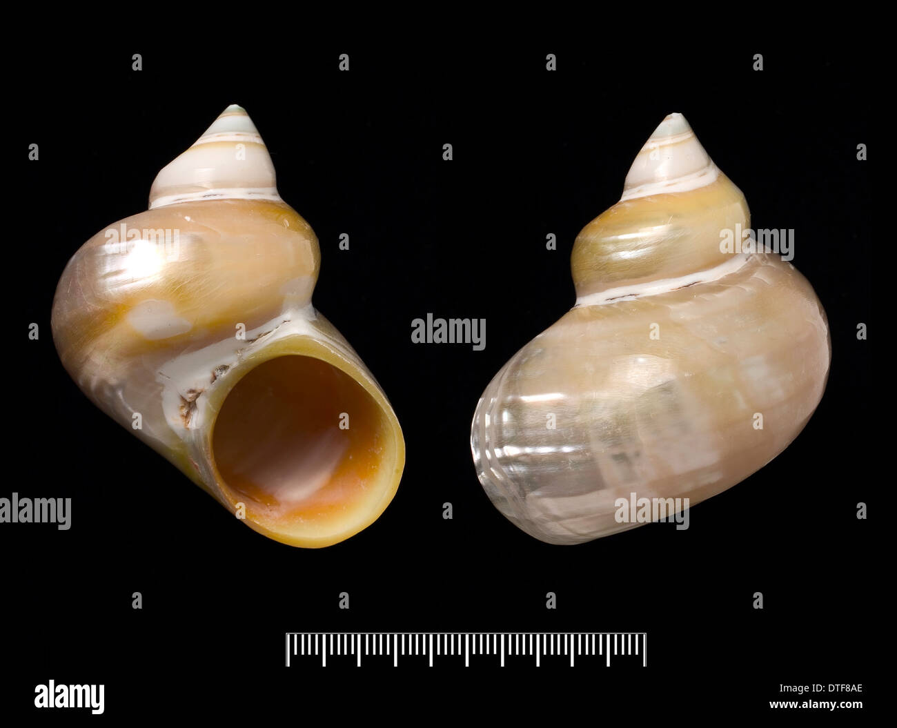 Turbo argyrostoma, turban shell Stock Photo - Alamy