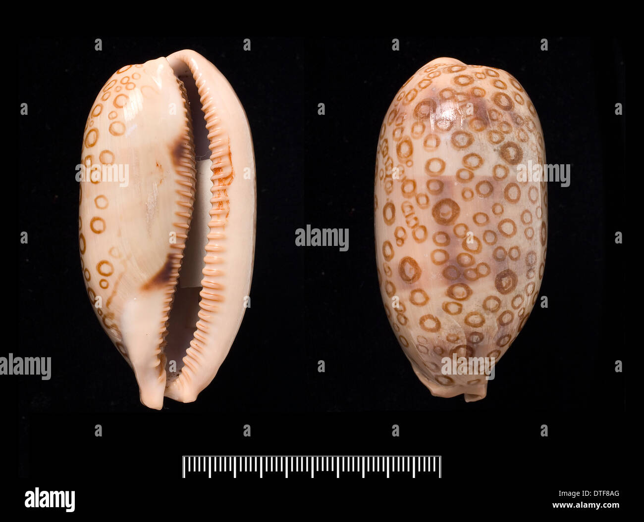 Hundred eyed argus hi-res stock photography and images - Alamy