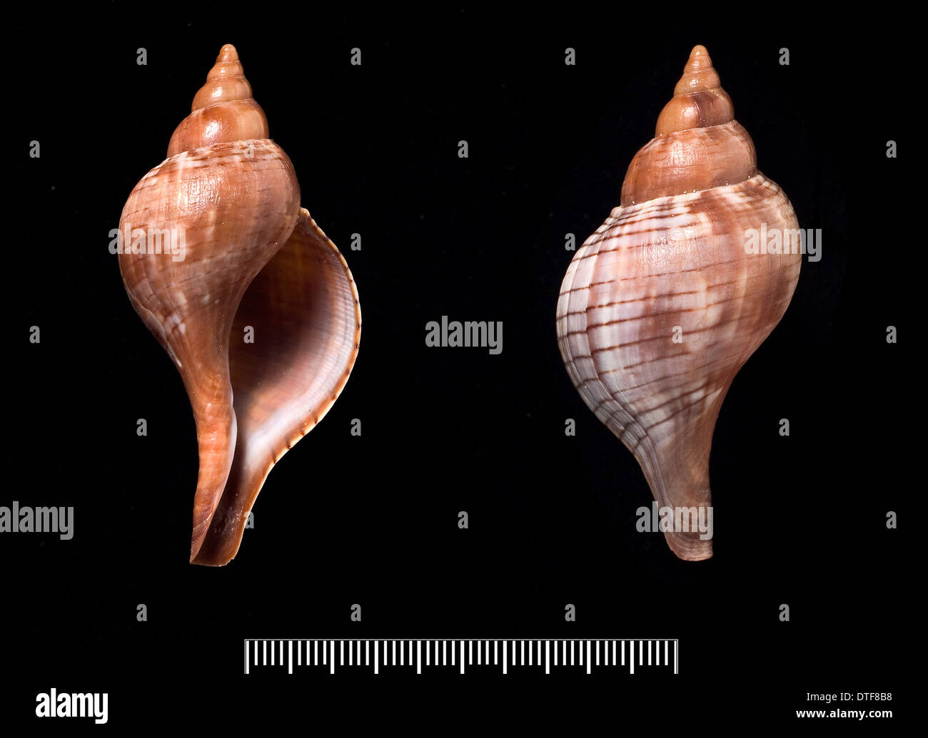True tulip gastropod hi-res stock photography and images - Alamy