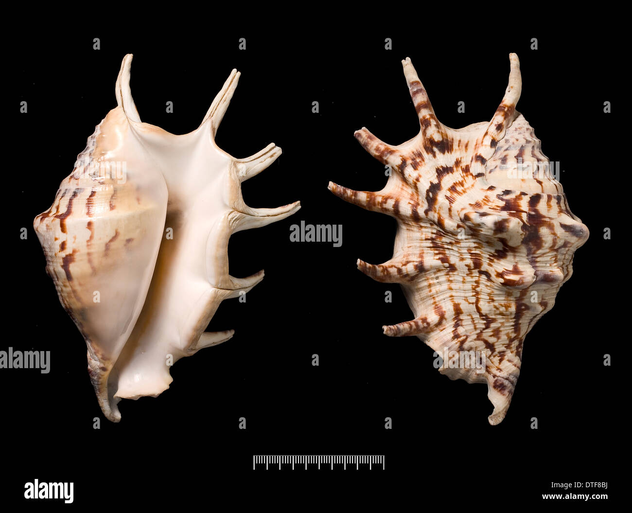True conch hi-res stock photography and images - Alamy