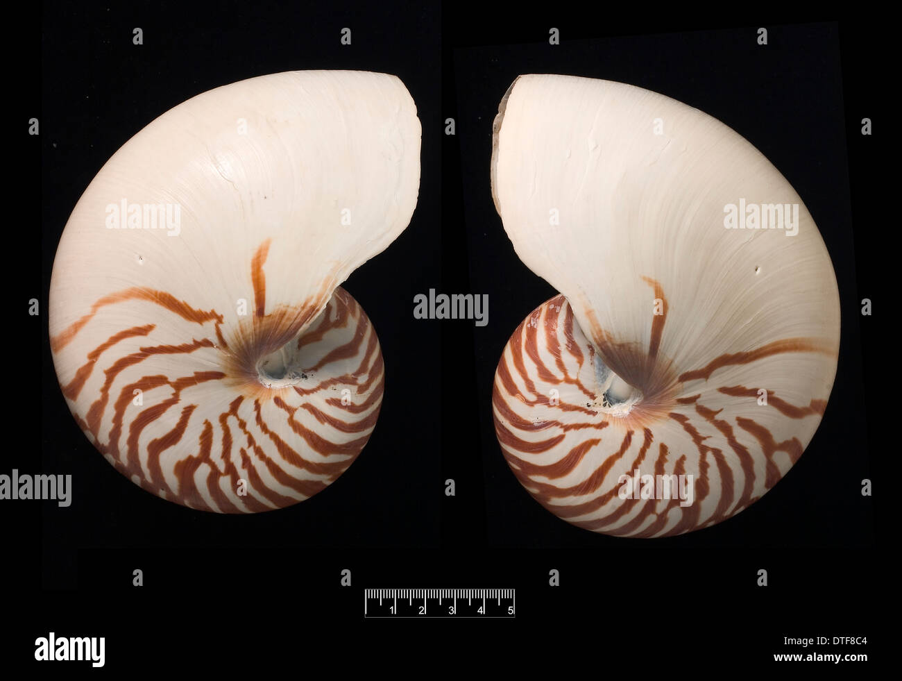 Nautilus pompilius, common nautilus Stock Photo - Alamy