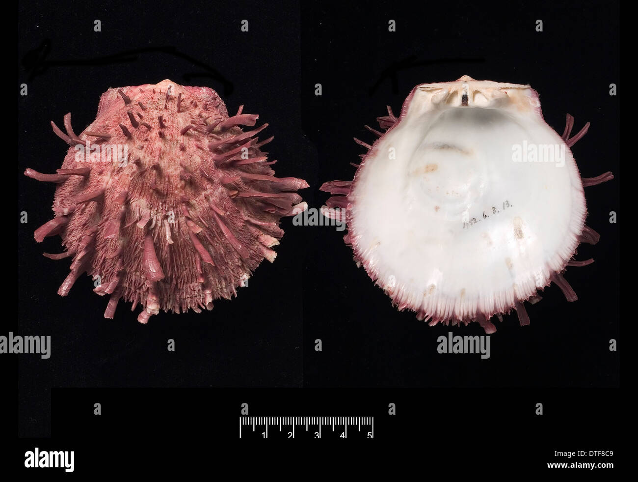 Spondylus thorny oyster shell hi-res stock photography and images - Alamy