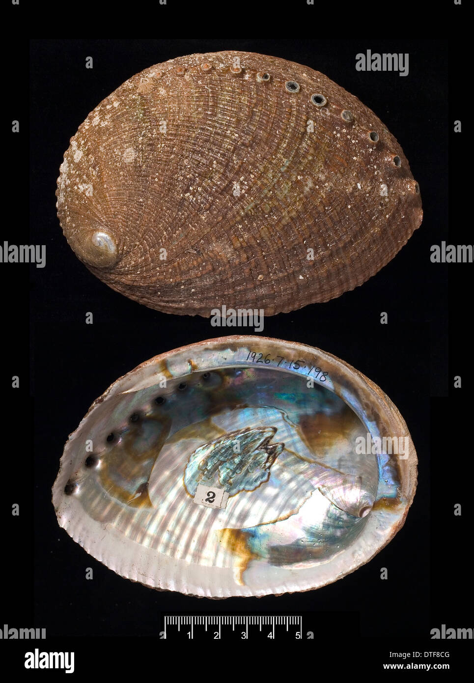 Abalone california hi-res stock photography and images - Alamy