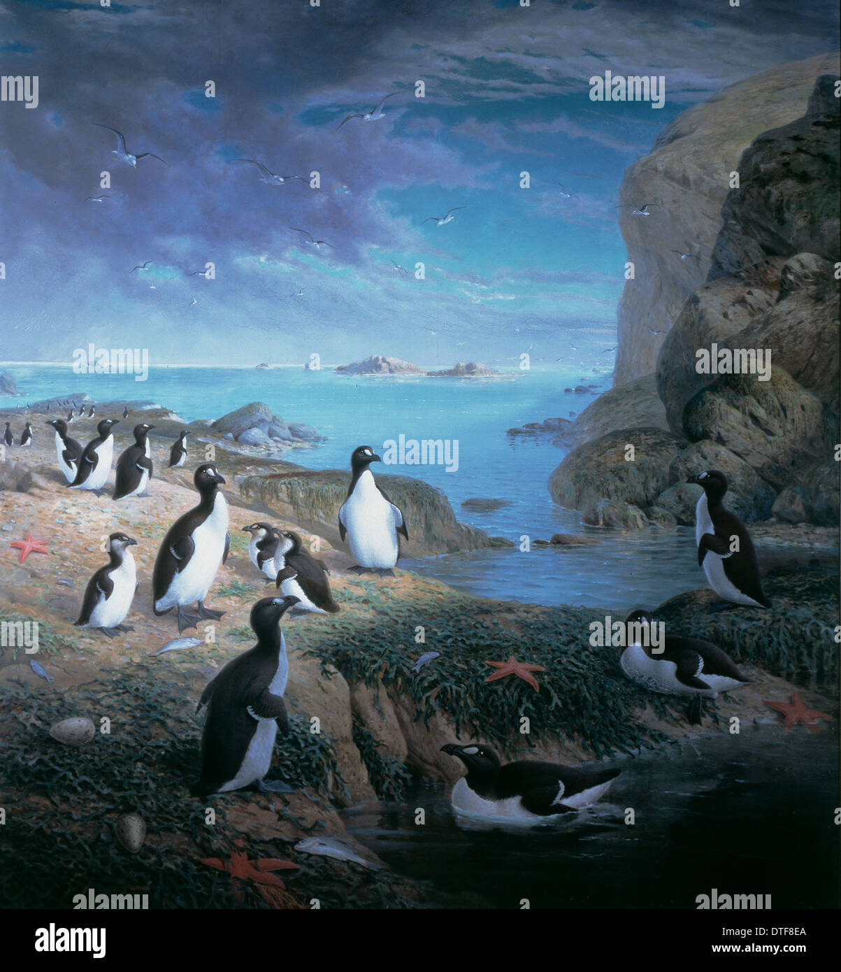 Pinguinus impennis, great auk Stock Photo - Alamy