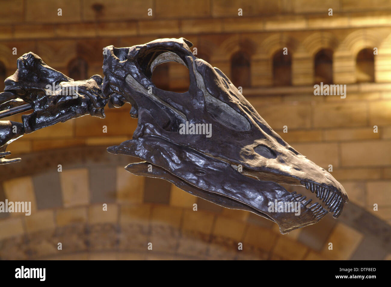 Diplodocidae hi-res stock photography and images - Alamy