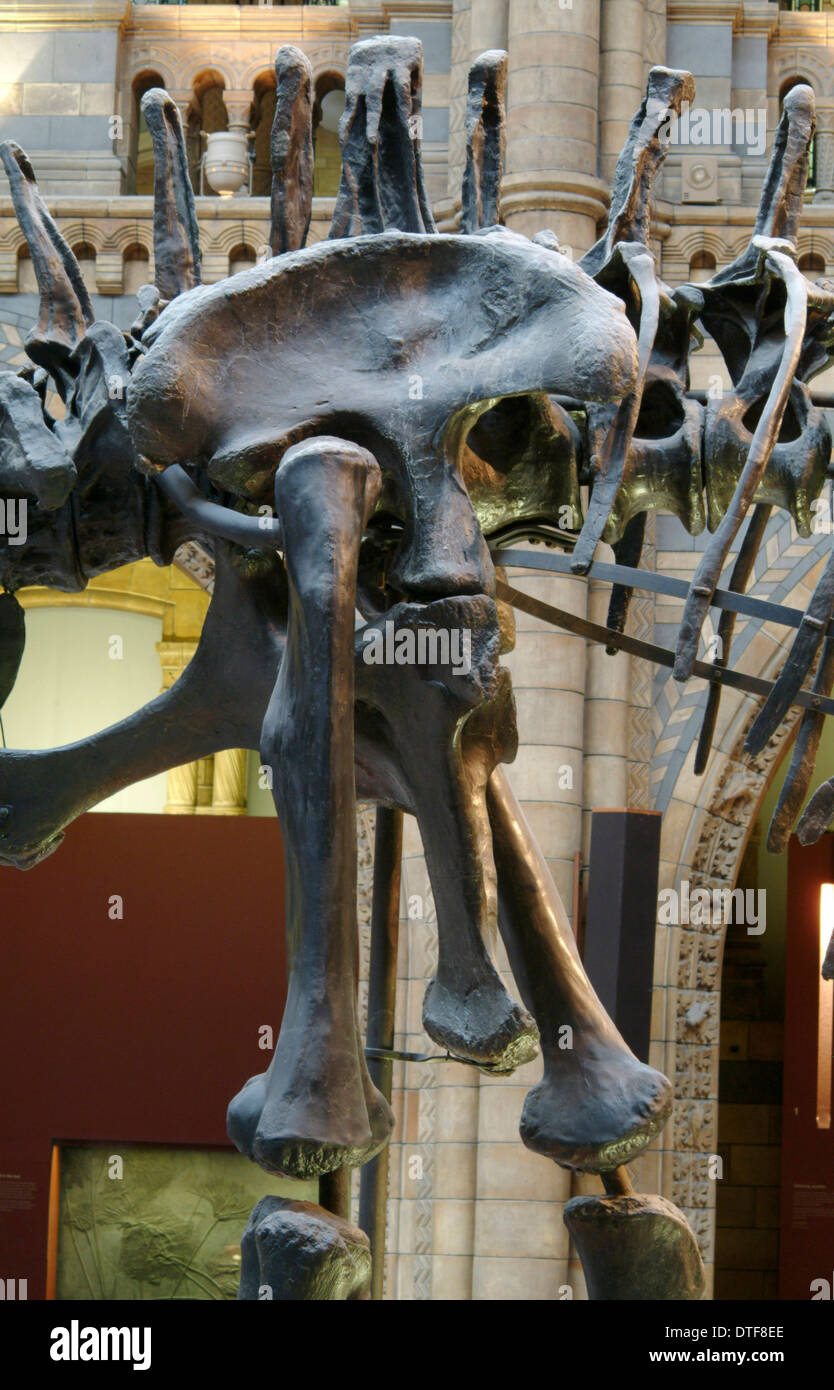 Diplodocid Sauropod Dinosaur High Resolution Stock Photography and ...