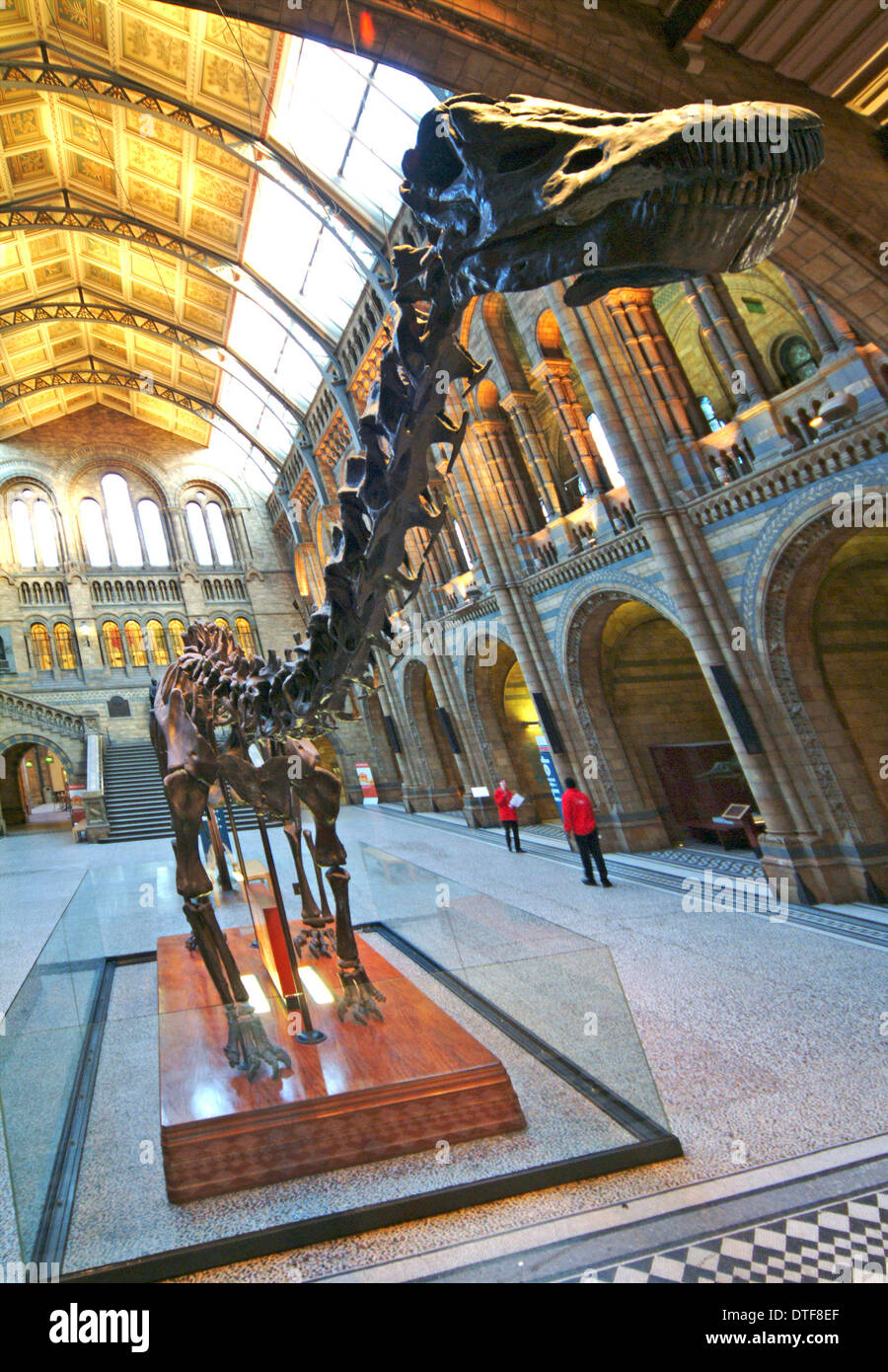 Diplodocid sauropod hi-res stock photography and images - Alamy