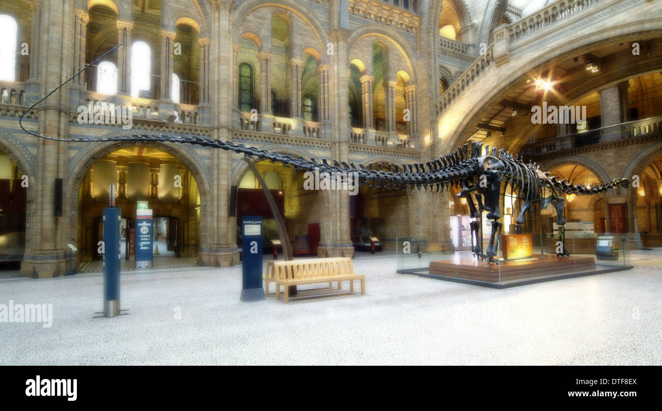 Diplodocid sauropod dinosaur hi-res stock photography and images - Alamy
